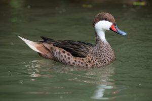 15 Ducks With White Stripe On Their Head (ID Guide)