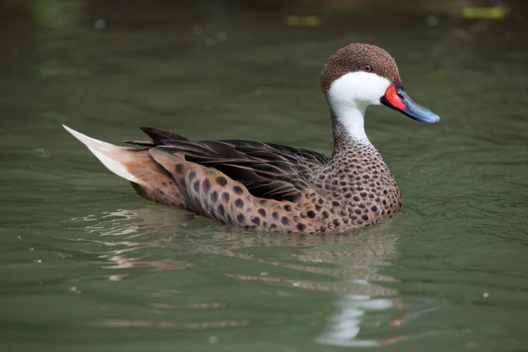 47 Species Of Ducks In The United States (ID, Calls, Season Guide)