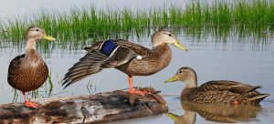 26 Species Of Ducks In Colorado (ID, Calls, Season Guide)