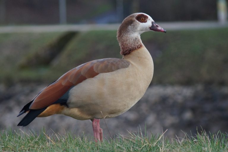 8 Types Of Geese In Ohio (Photo And ID Guide)