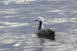 10 Types Of Geese In Oregon (Photo And ID Guide)