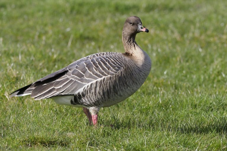 9 Types Of Geese In Virginia (Photo And ID Guide)