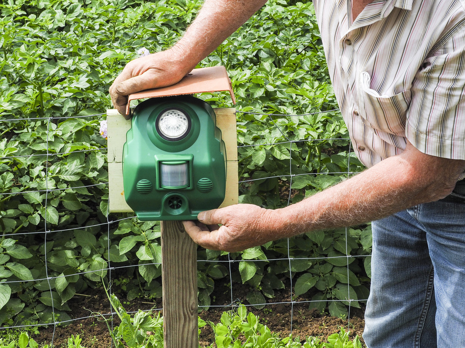 14 Ways To Get Rid Of Birds (Fast + Humanly)