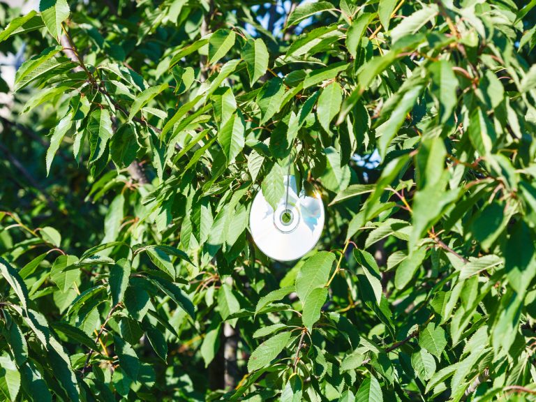 14 Ways To Get Rid Of Birds (Fast + Humanly)