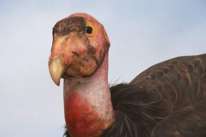 28 Freakish Vulture Facts
