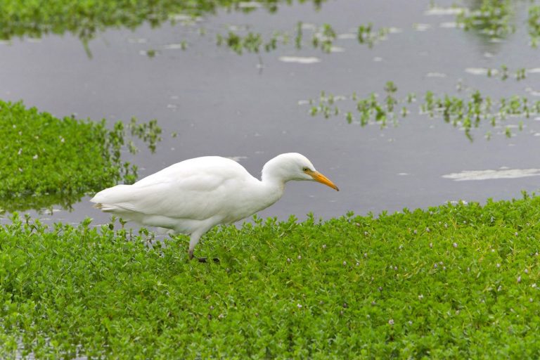 20 White Birds In Florida (ID, Photo, Call Guide)