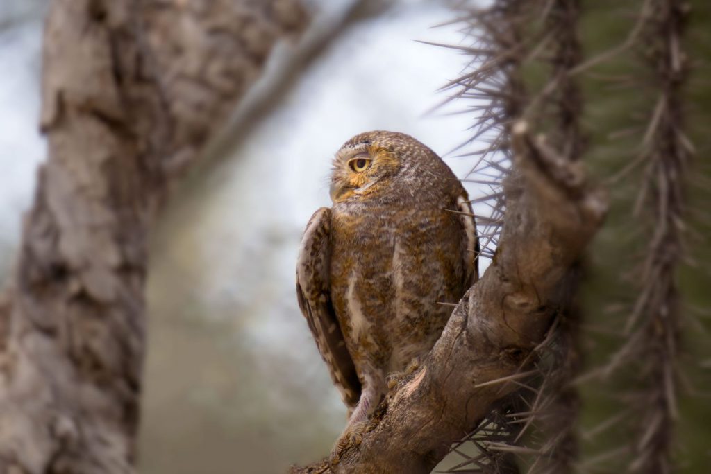 All The Owls In Arizona And Their Calls
