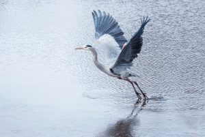 23 Largest Birds In Florida (By Weight, Length, Wingspan)