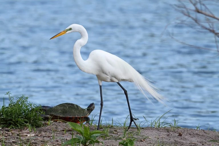 Great Egret