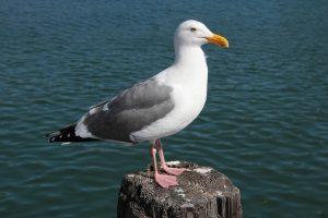 Seagull Migration (Why And How)