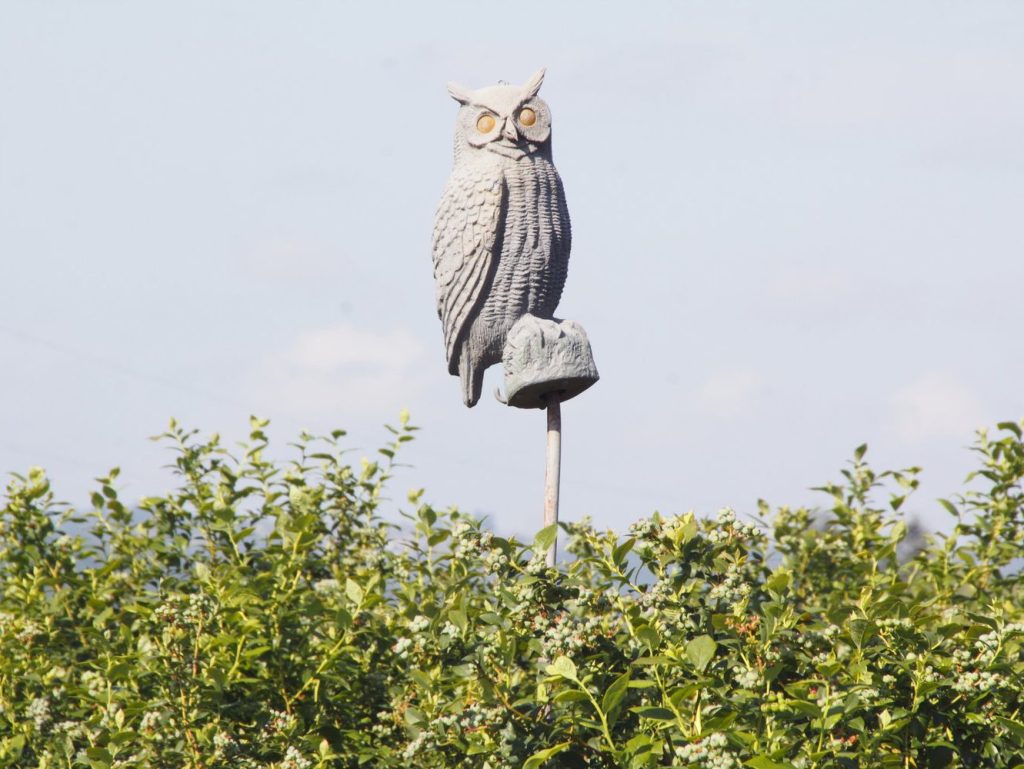 14 Ways To Get Rid Of Birds (Fast + Humanly)