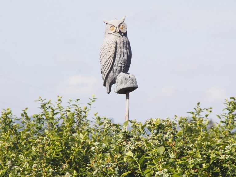 14 Ways To Get Rid Of Birds (Fast + Humanly)