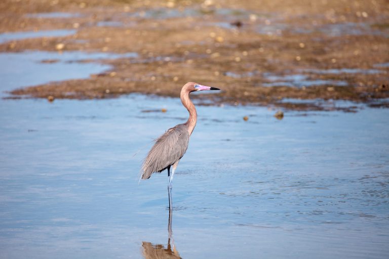 12 Herons In Florida (ID, Photos, When To Spot)