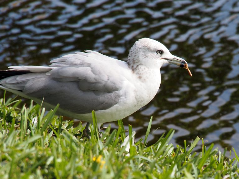 20 White Birds In Florida (ID, Photo, Call Guide)