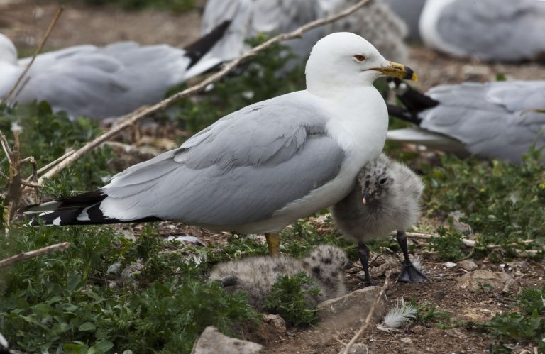Seagull Migration (Why And How)