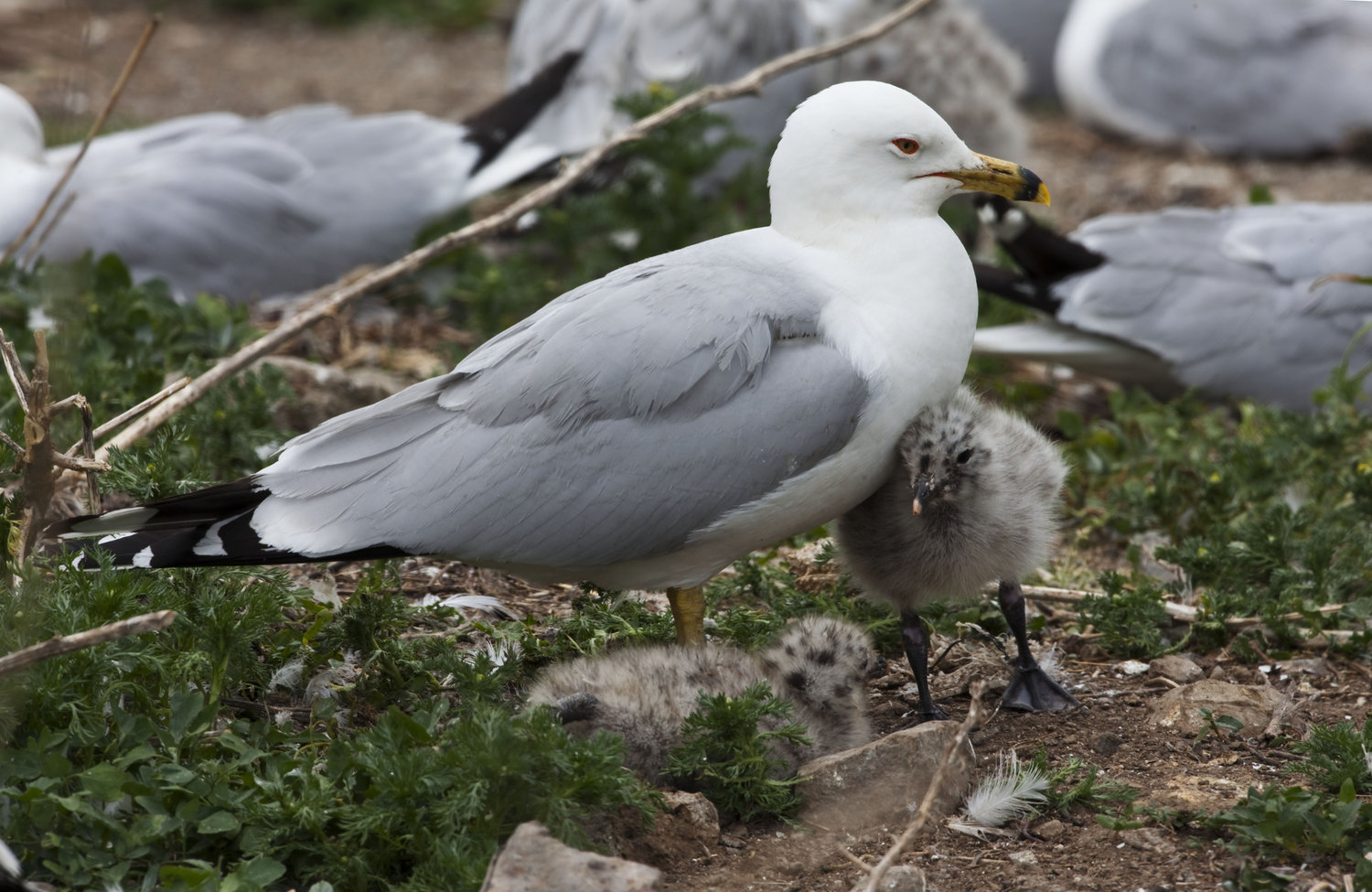 Seagull Migration (Why And How)