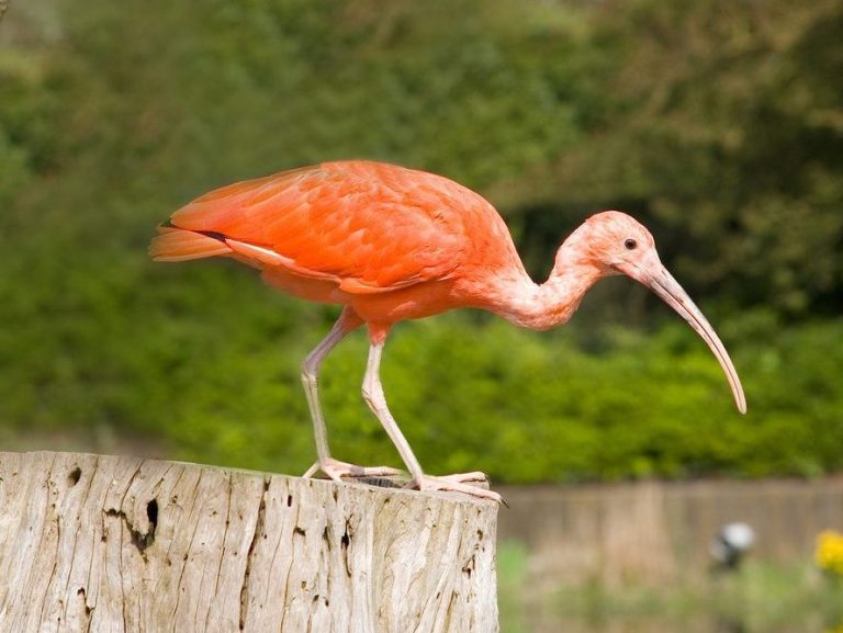 Scarlet Ibis