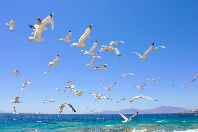 Seagull Migration (Why And How)