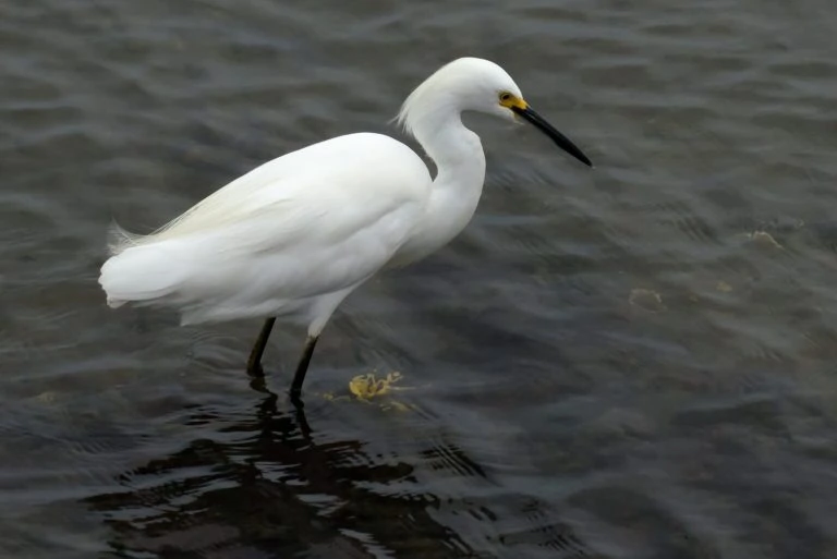21 White Birds In Canada (ID, Photo, Call Guide)
