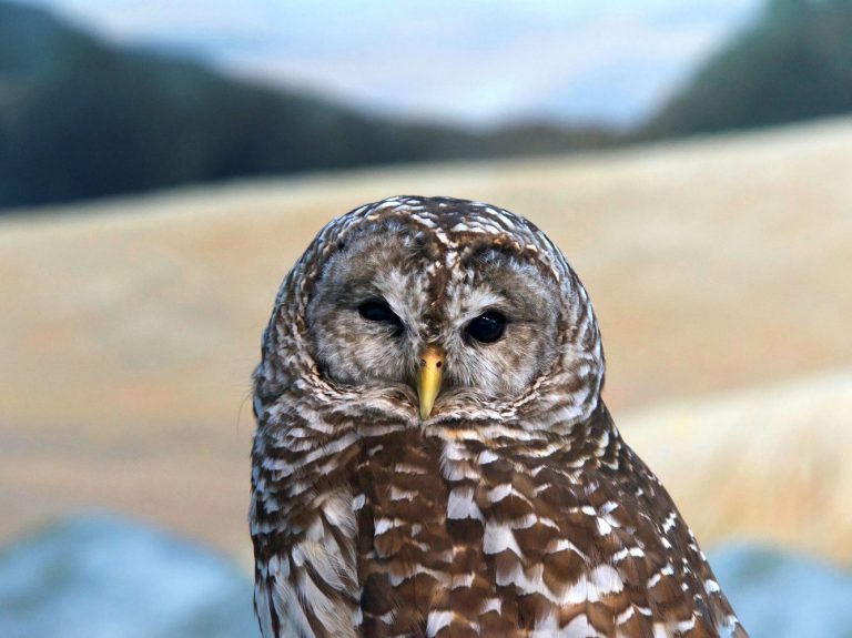 All The Owls In Washington And Their Calls