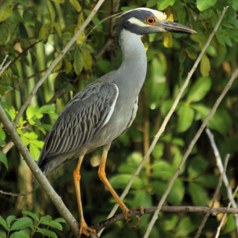 12 Herons In Florida (ID, Photos, When To Spot)