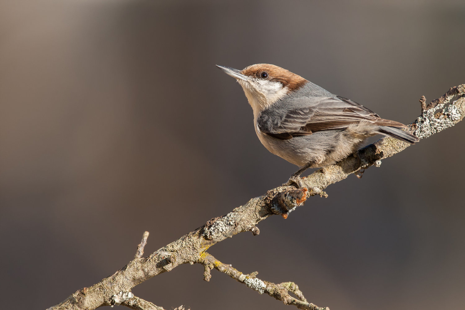 25 Winter Birds North Carolina (Out Birding)