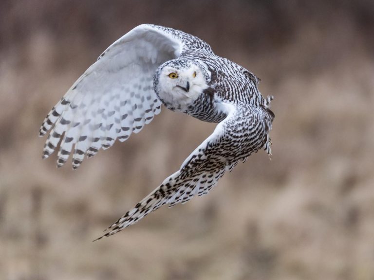 All The Owls In Missouri And Their Calls