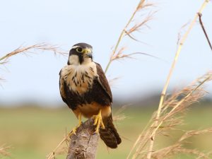 All The Falcons In Arizona And Their Calls (ID, Photos, When To Spot)