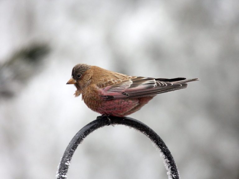 25 Winter Birds Colorado (Out Birding)