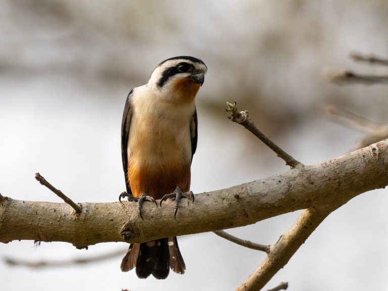 Collared Forest Falcon