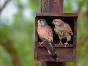 All The Falcons In California And Their Calls (ID, Photos, When To Spot)
