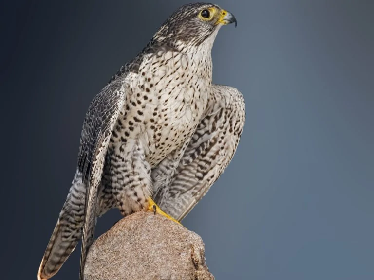 All The Falcons In Colorado And Their Calls (ID, Photos, When To Spot)