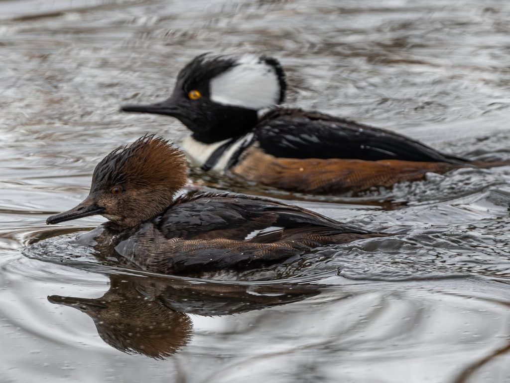 25 Winter Birds Colorado (Out Birding)