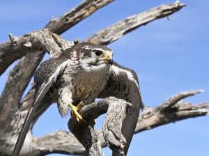 All The Falcons In Texas And Their Calls (ID, Photos, When To Spot)
