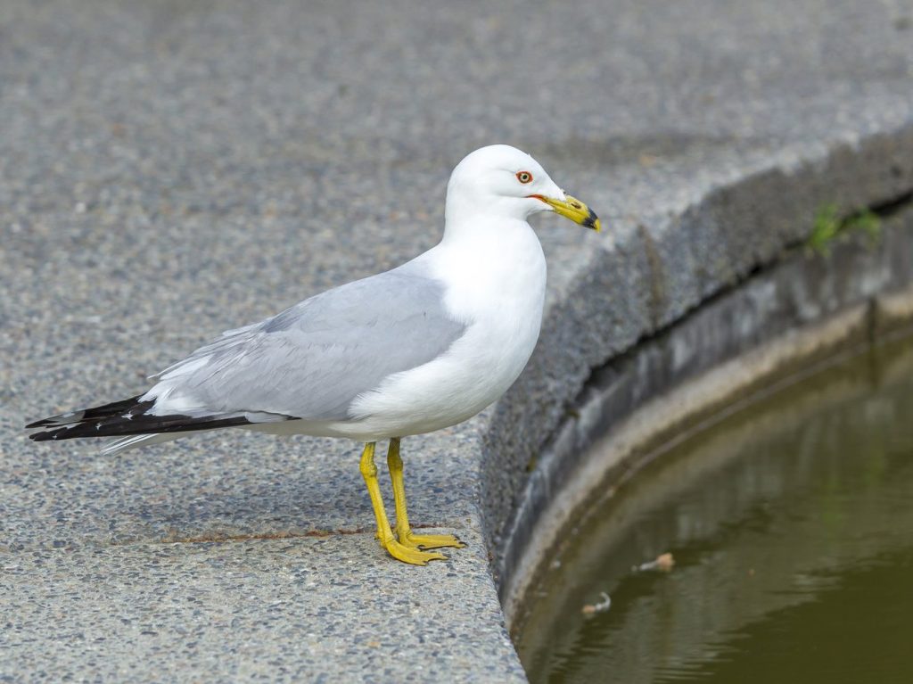 18 White Birds In Michigan (ID, Photo, Call Guide)