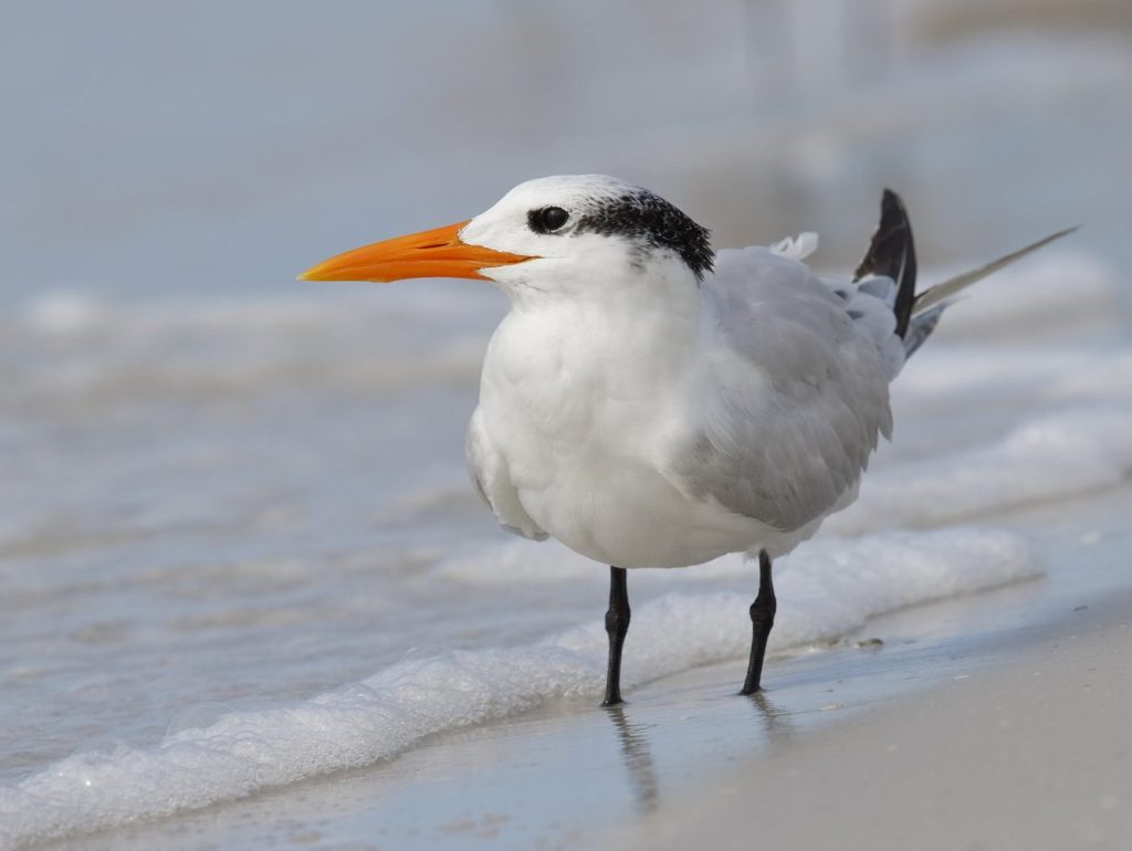 Royal Tern