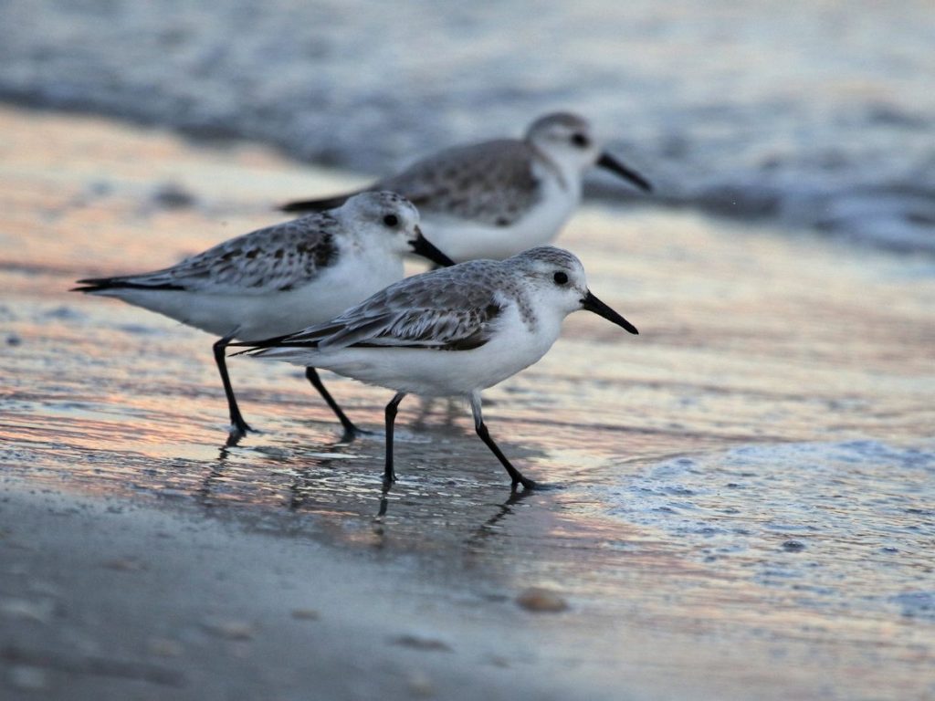 33 Shorebirds In Alabama (And Their Calls)