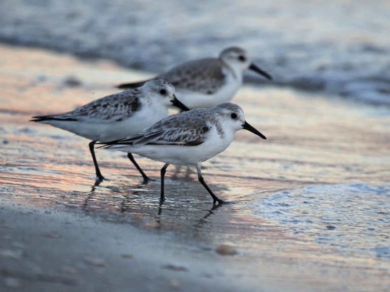 33 Shorebirds In California (And Their Calls)