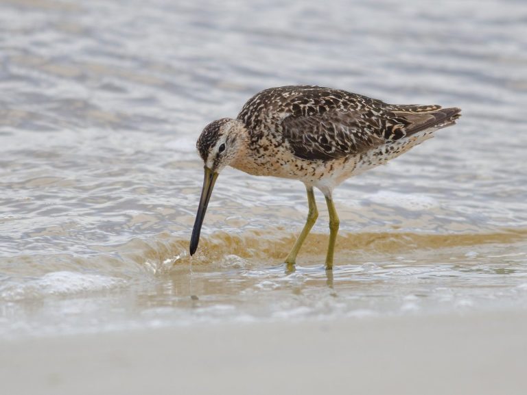 33 Shorebirds In California (And Their Calls)