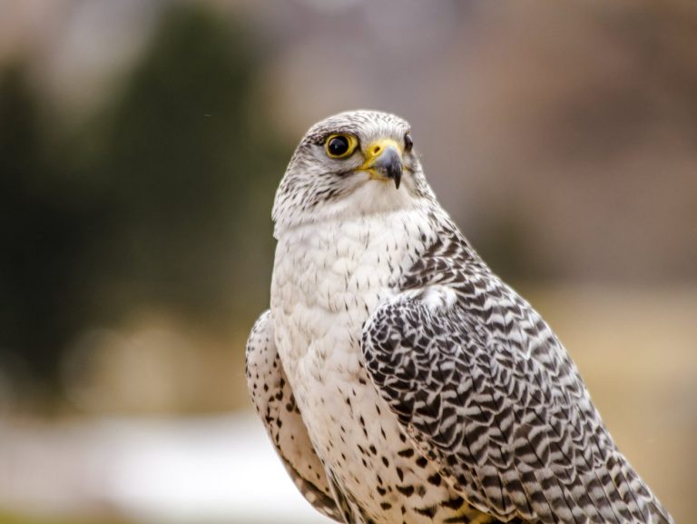 23 Largest Birds In New York (By Weight, Length, Wingspan)