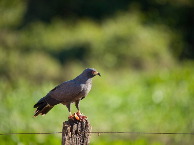 Snail Kite