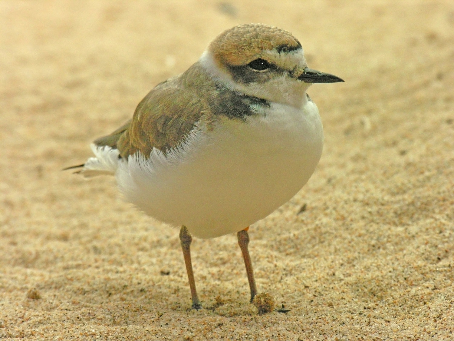 Snowy Plover