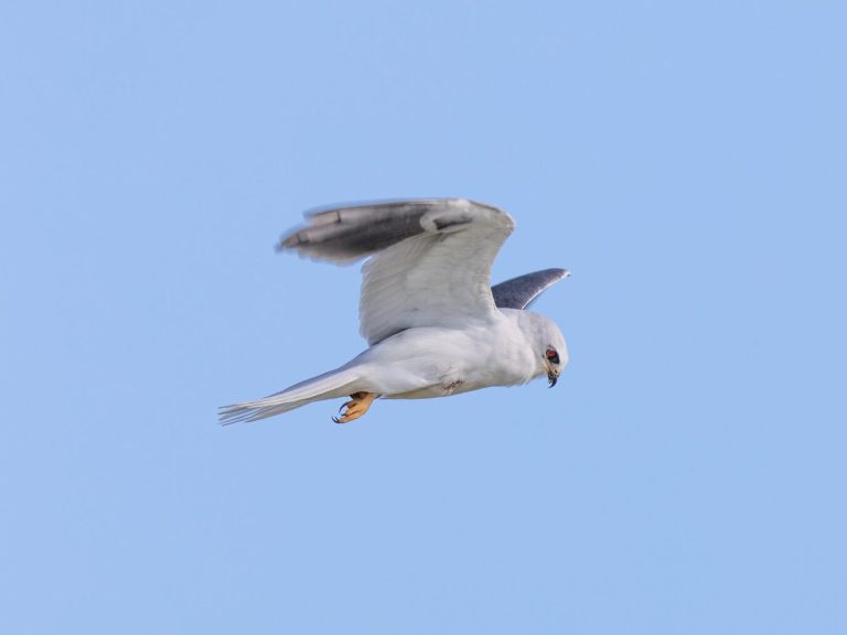 All The Kites In Florida And Their Calls (ID, Photos, When To Spot)