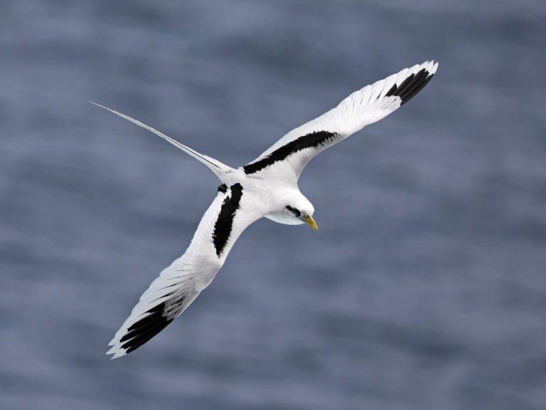 20 White Birds In Florida (ID, Photo, Call Guide)