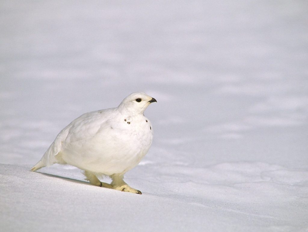 25 Winter Birds Colorado (Out Birding)