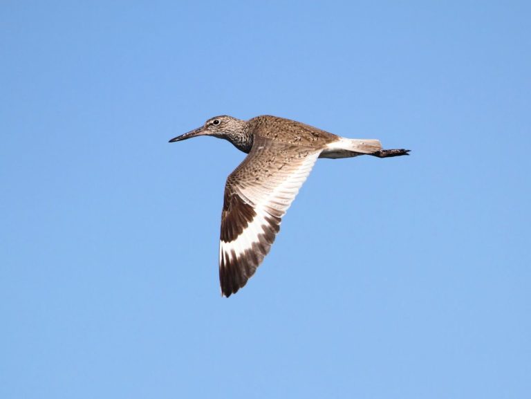 Willet