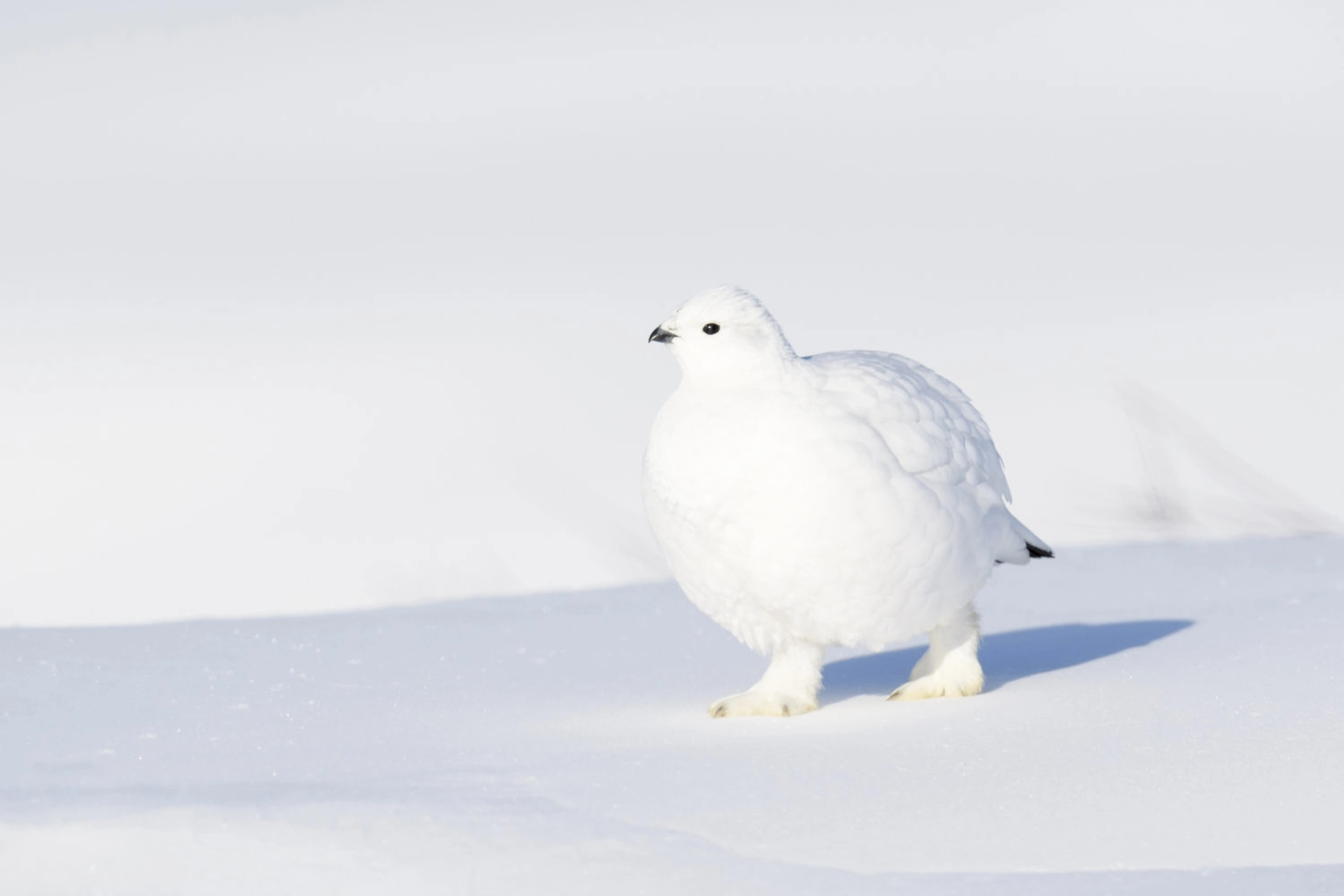 All The White Birds In Alaska (ID, Photo, Call Guide)