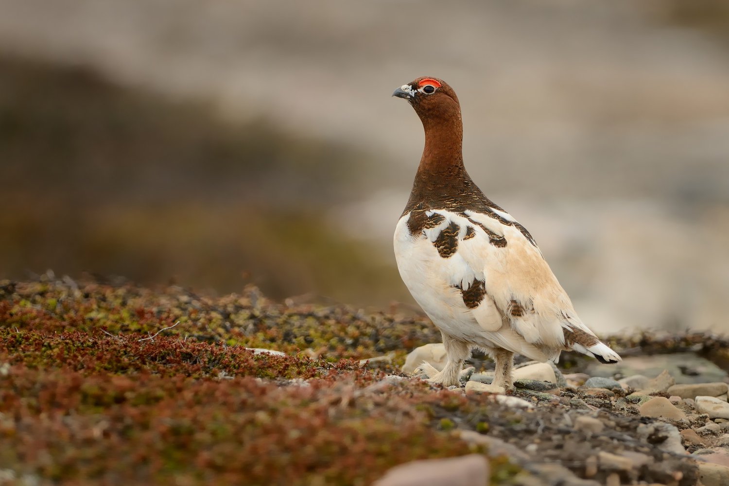 All The White Birds In Alaska (ID, Photo, Call Guide)