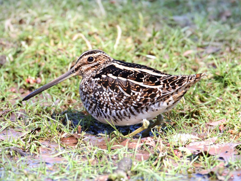 Wilson's Snipe