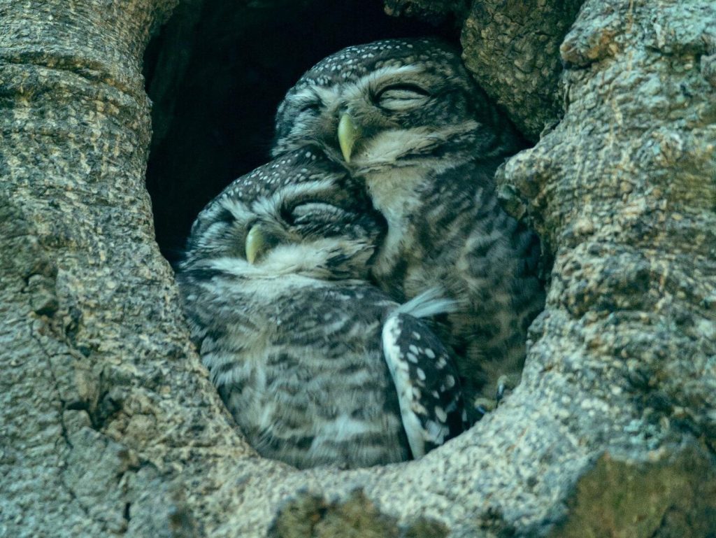 Bedtime Behavior Of Birds